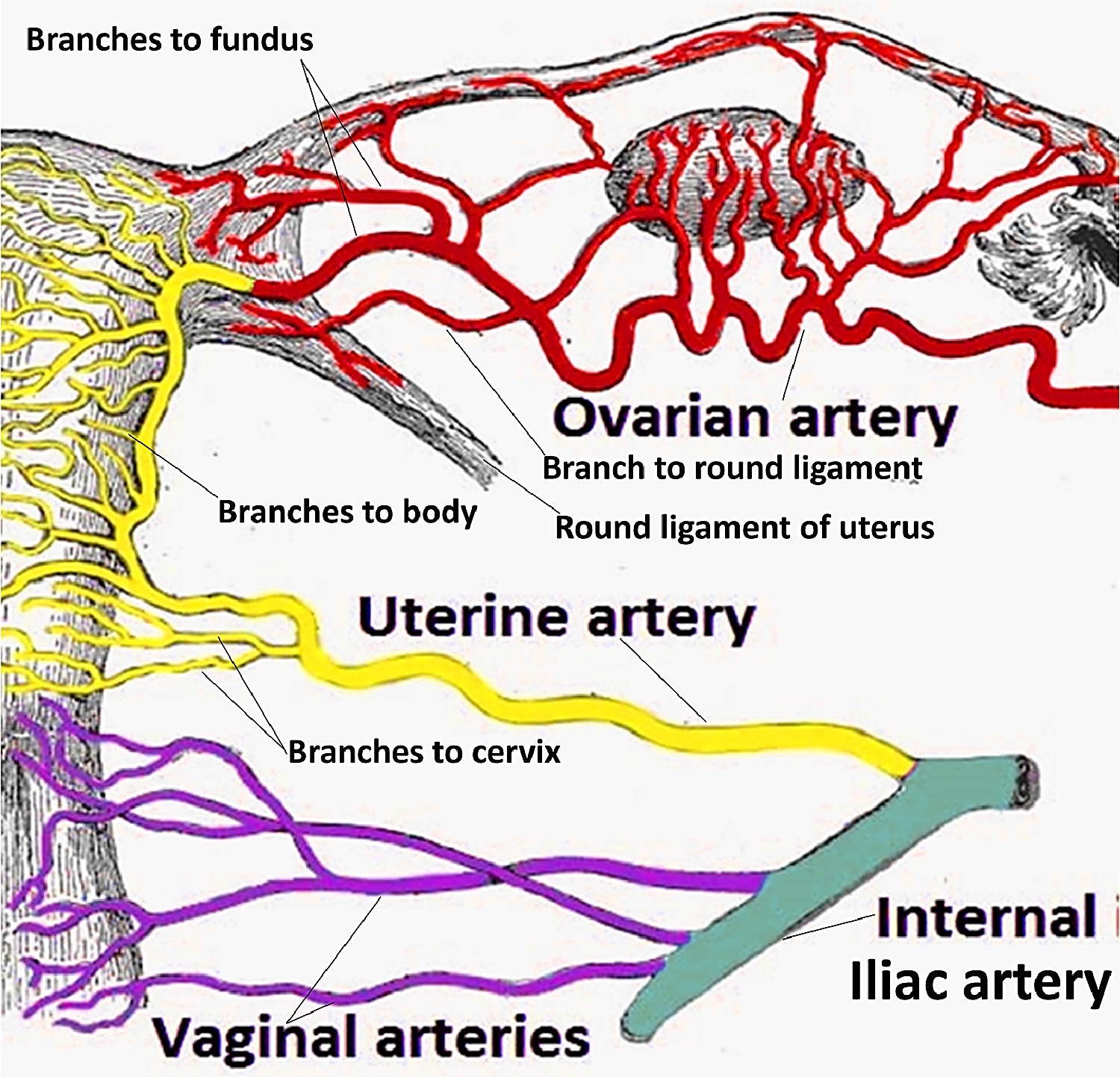 Normal Changes of Pregnancy & OB Anesthesia Guides. – The Dark Neb: Tuohy Time